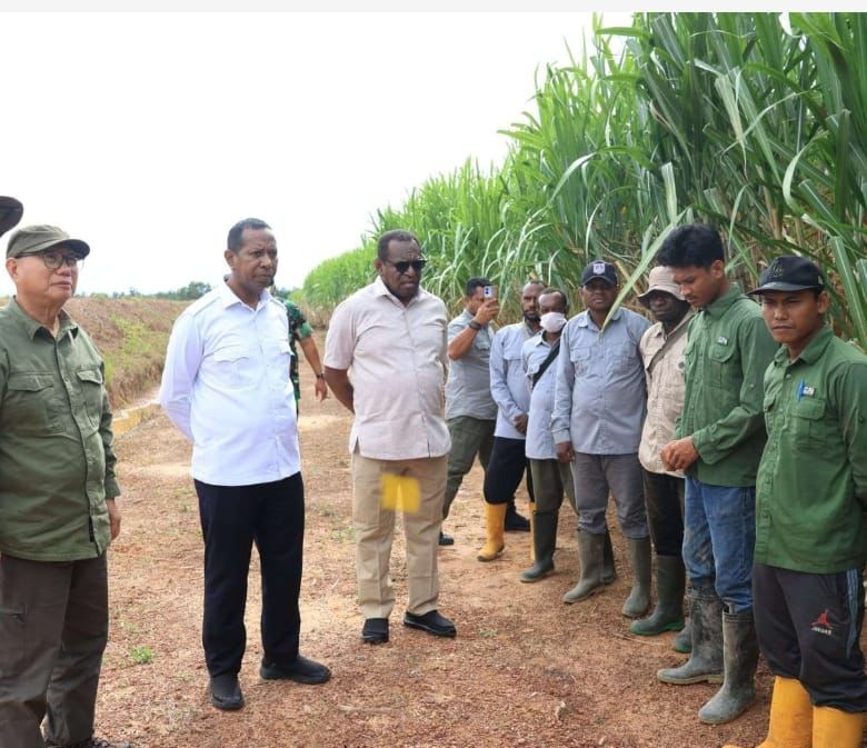 Papua Selatan Target Produksi 3,5 Juta Ton Gula per Tahun, Menuju ...