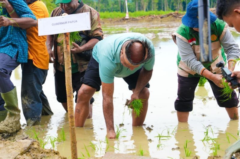 Pemprov Papua Targetkan Cetak 18 Ribu Hektare Sawah Baru untuk Perkuat ...